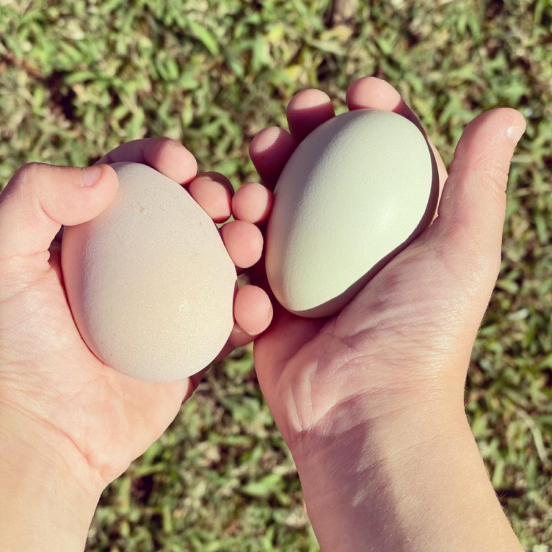 On-Site Animal Visits - The Little Farm Miami