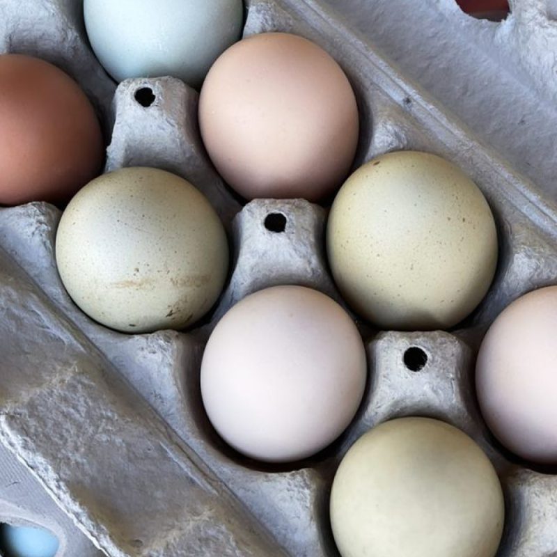 Little Farm Miami Petting zoo, ponies and childrens parties Broward FL